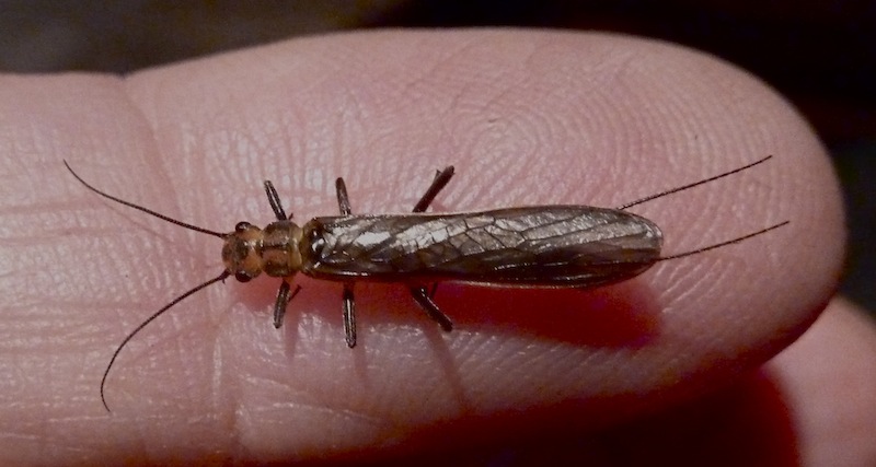 Springfield Plateau: Stone Fly