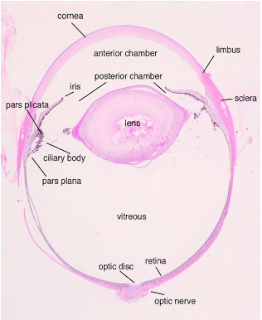 Maggie McGuire: BIOL 3500