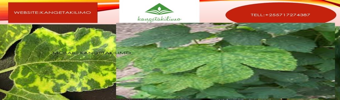 Kangetakilimo: KILIMO BORA CHA BAMIA NA KANGETAKILIMO