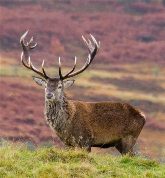 Far East Techsans: We're Moving: The Mahans' European Vacation Adventure