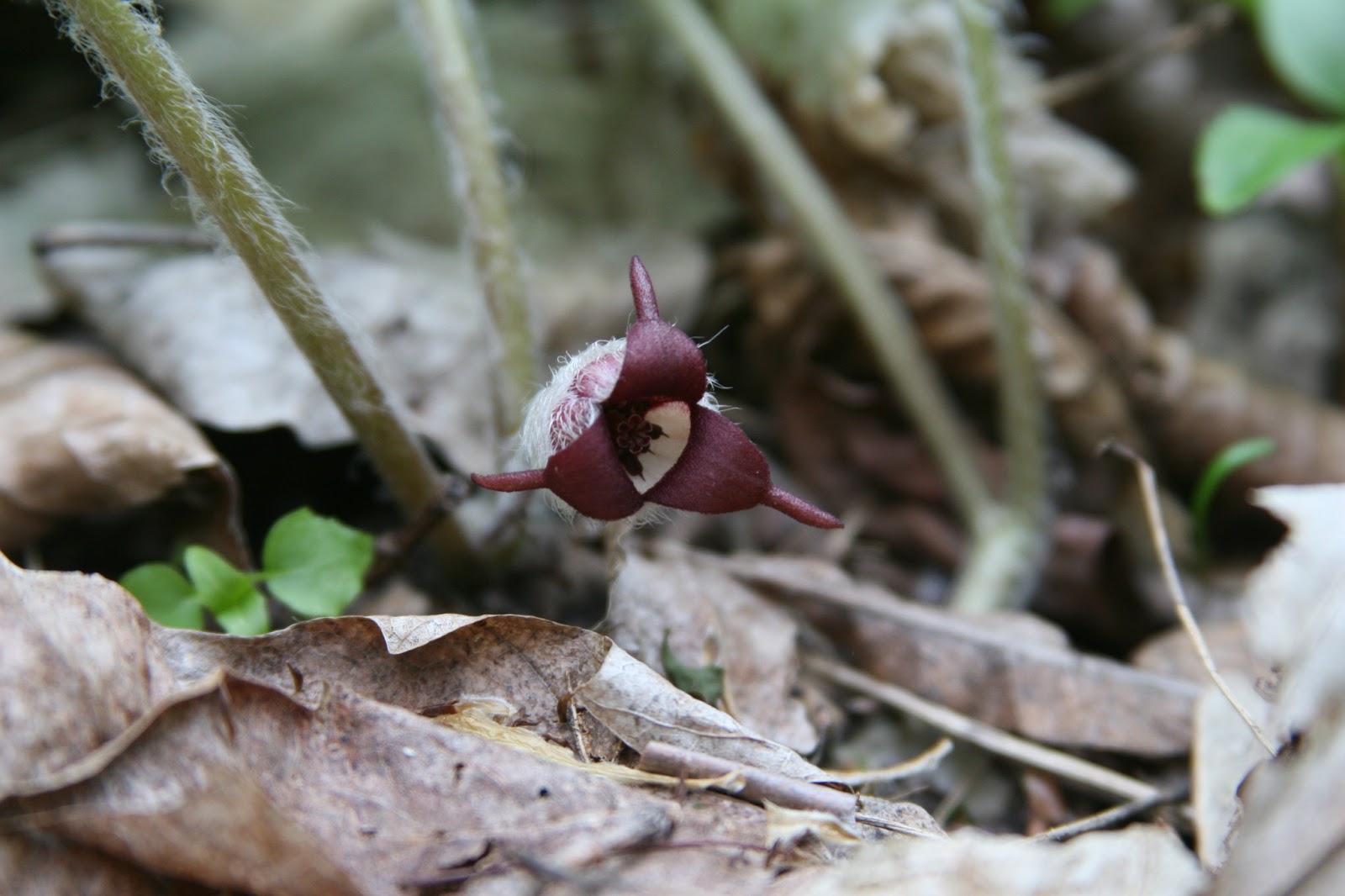 Isabella Conservation District Environmental Education Program: Native ...