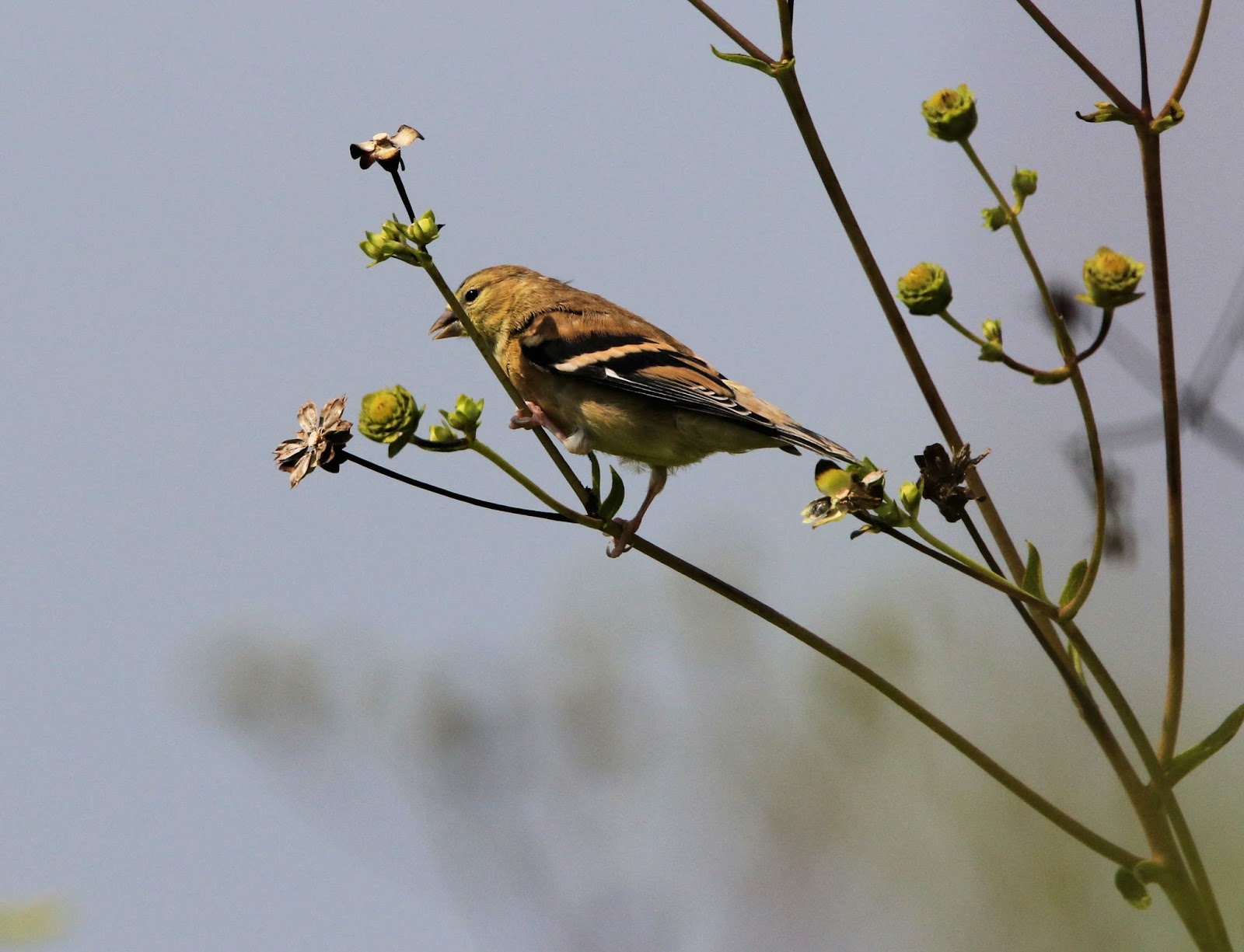 Birds from Behind : 28 August 2016