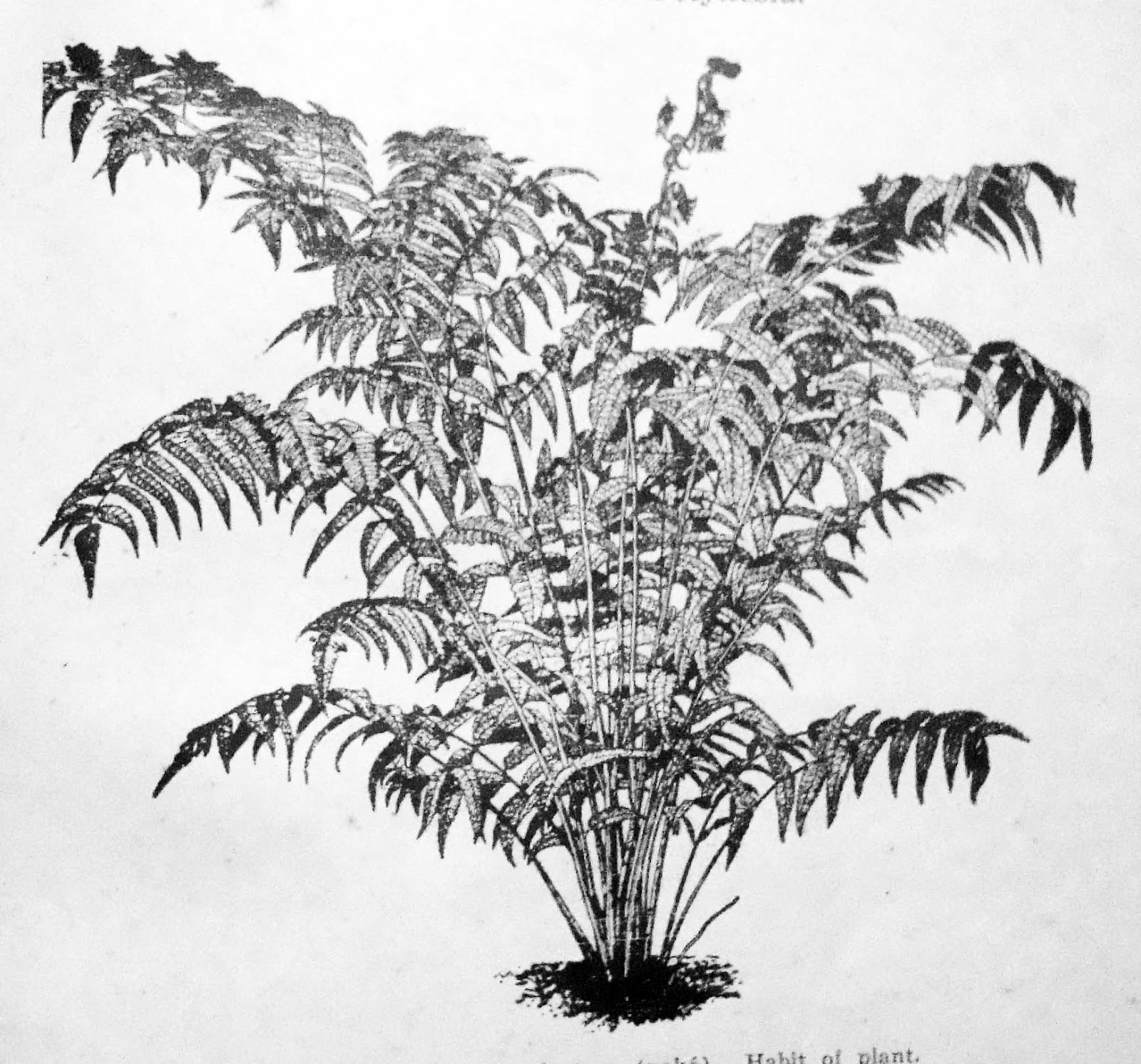 Living with Nature - School on Blog by Dr. Abercio V. Rotor: Vegetable ...