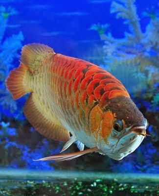 Hội Quán Sinh Vật Cảnh Quảng Bình: Kỹ thuật nuôi cá Rồng