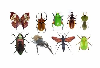 Insect world | Facts About All