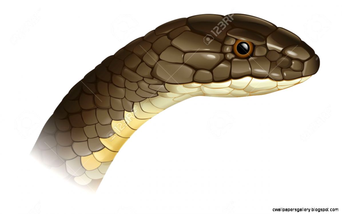 Snake Head Profile | Wallpapers Gallery
