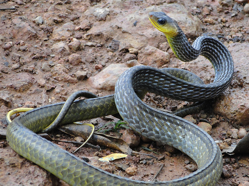Animal Planet Brasil: Cobra Papa Ovo