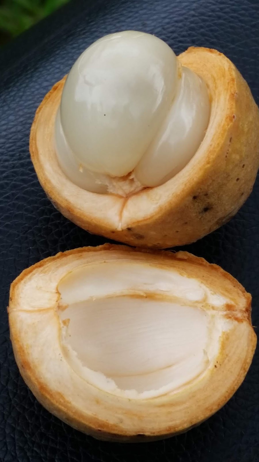 Warisan Petani: Buah Duku JDT