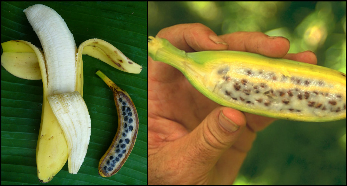 Rupa asal/liar buah-buahan sebelum proses 'selctive breeding' , Sungguh ...