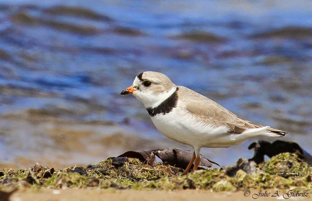 Birding Is Fun!: Lake Michigan Shoreline Birding