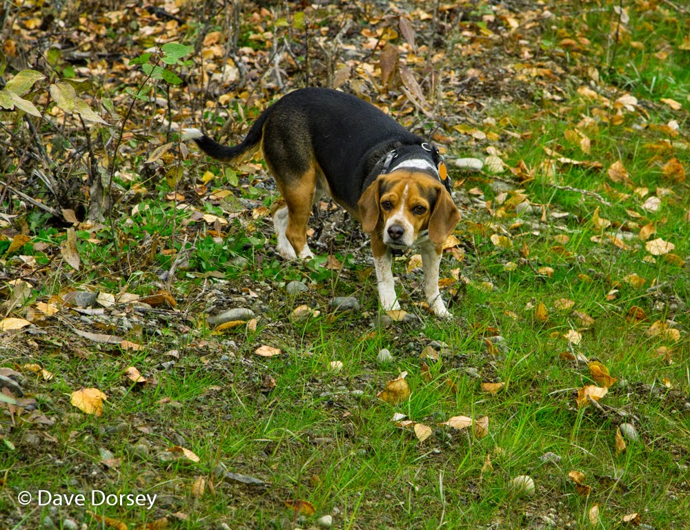 Rainy Days and beagles