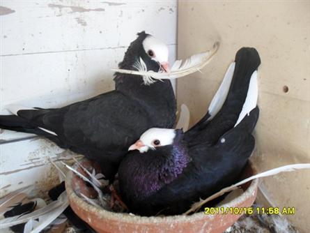 Muchii | Rase-de-Porumbei-ro