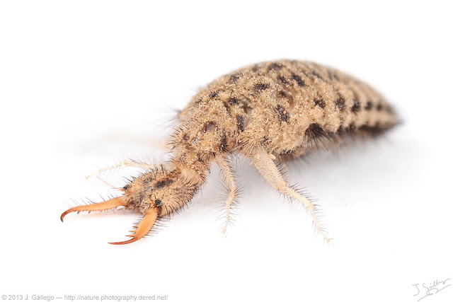 macroinstantes: 2013