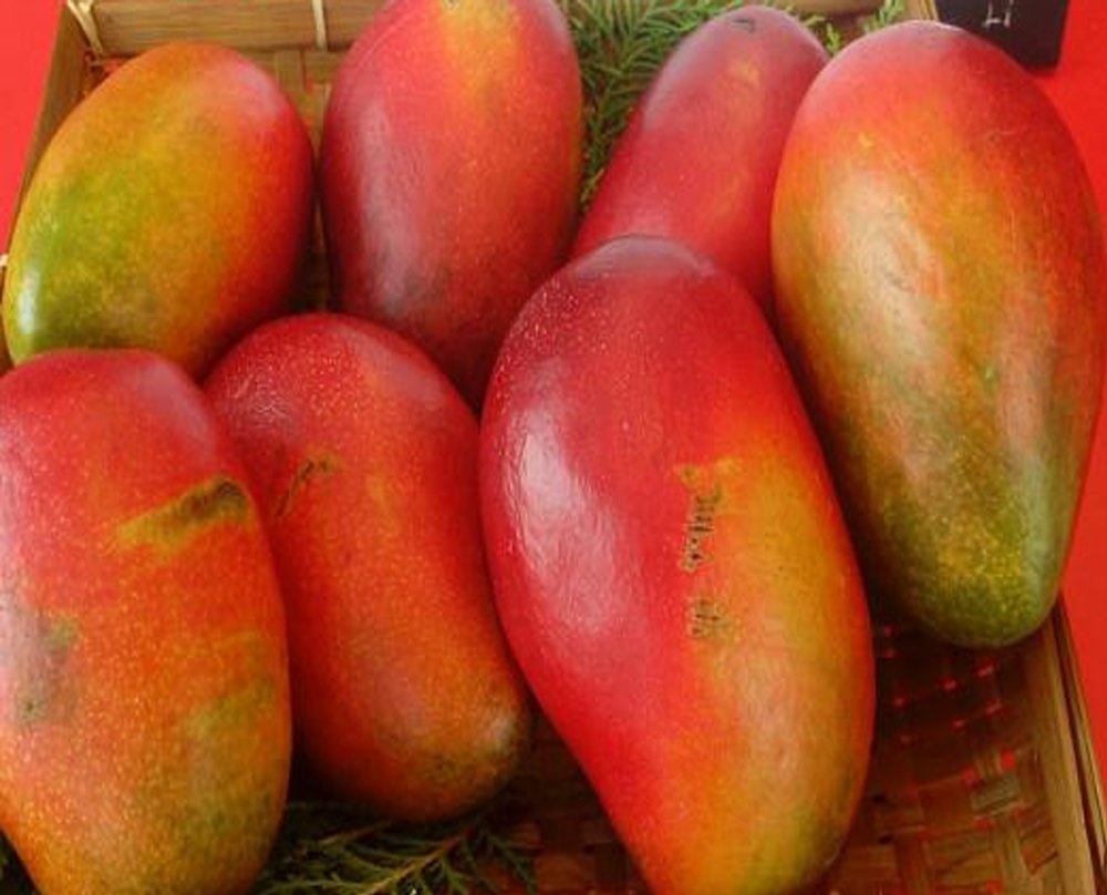 PBN: Mangga Red Emperor - Jenis jenis Mangga Unggulan