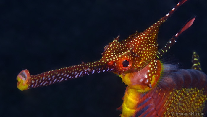 Fact & Information. . .: AMAZING... Yuk Mengenal Naga Laut: Hewan Unik ...