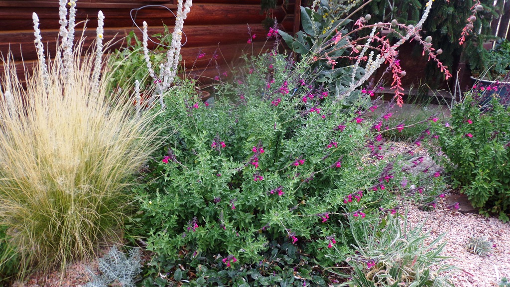 Prairiebreak: Home on the range: forging the Western American garden