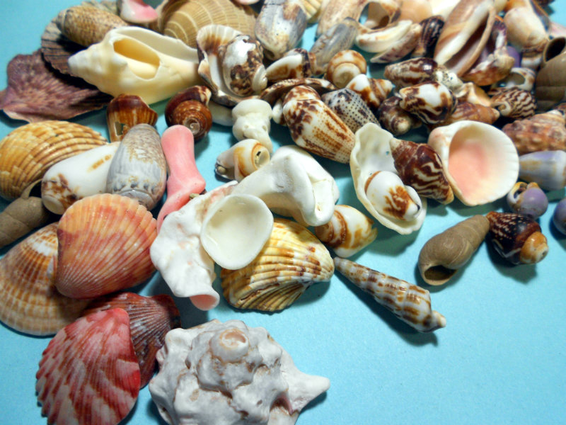 Del's Shells: Seashells from Mexico!