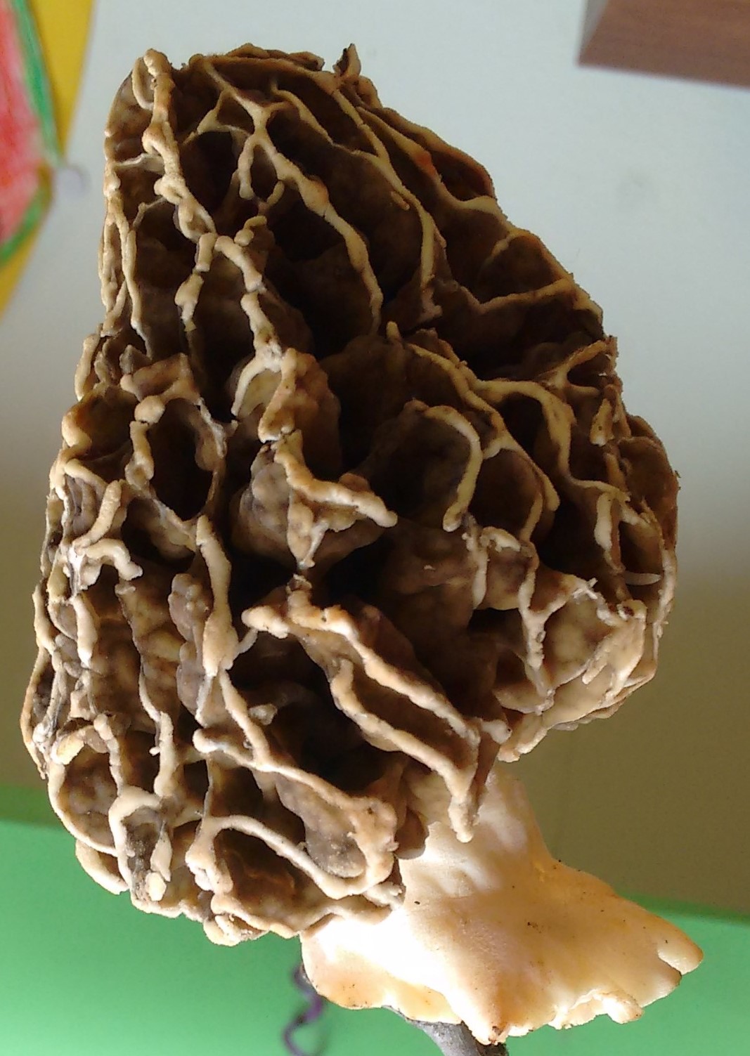 CLASE DE 1º DE PRIMARIA : COLMENILLA o MORCHELLA