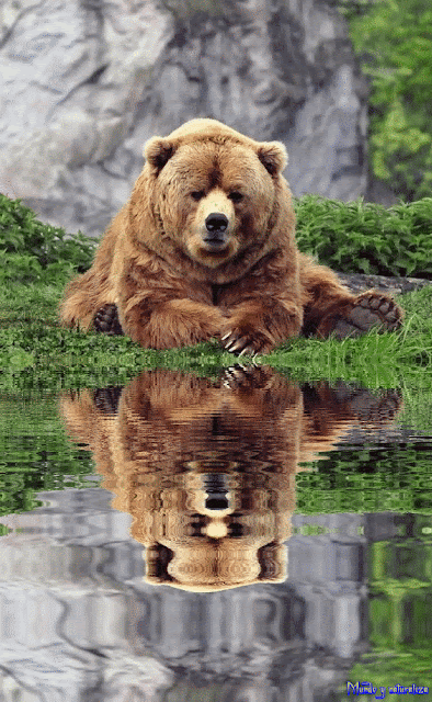 Animagif: Gif animados de animales 1