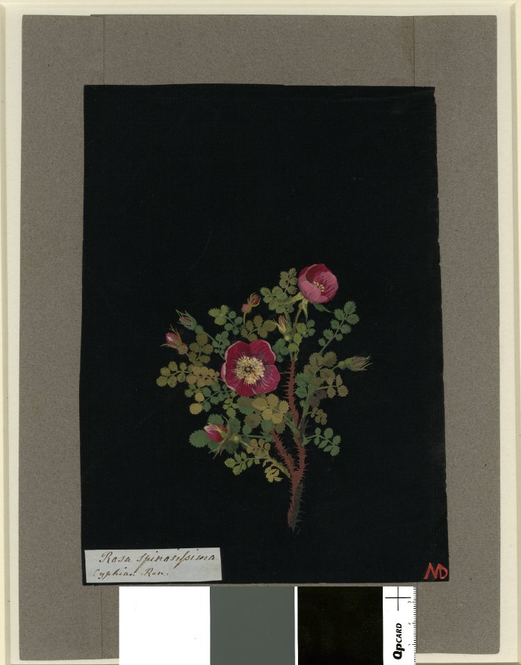 nickyskye meanderings: Mary Delany, collage artist of flowers in the 1700's