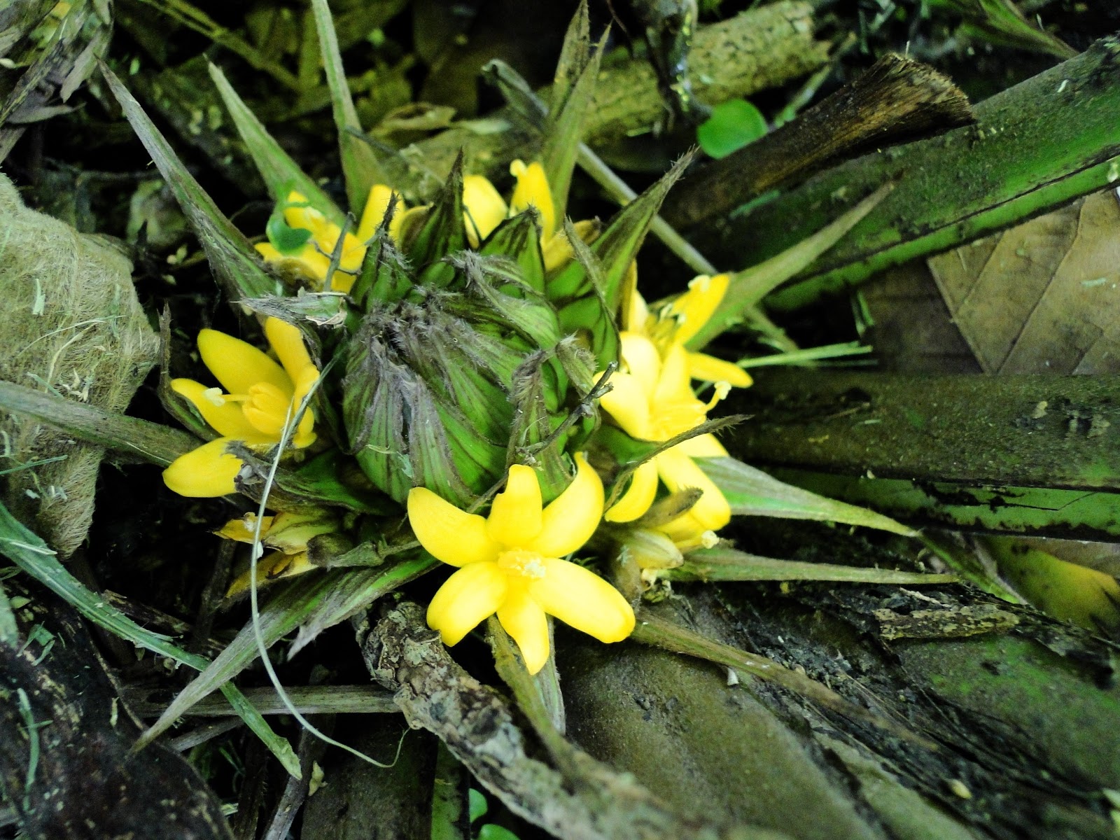 Impactos Ambientales en Fauna y Flora: ¿Que es Flora?