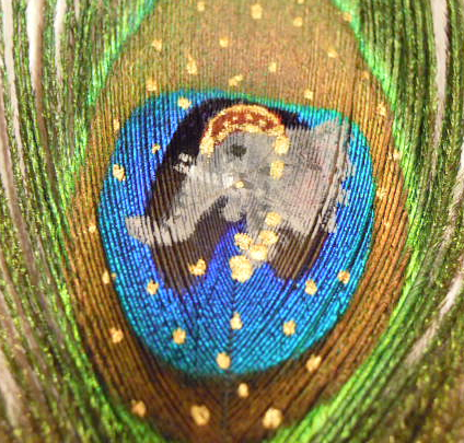 An Elephant a Day: Elephant No. 67: Painting on Feathers