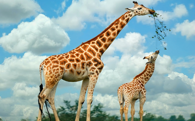 Giraffe | Animal State