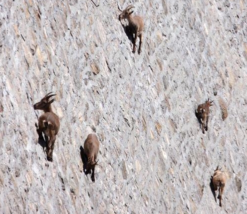 interpreta-sones: adivina: cabras escalando