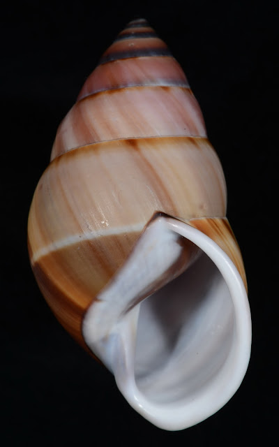 Dr. Lee's Gallery Museum: Amphidromus inversus annamiticus 53.03mm ...