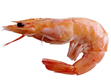 Prawn - True Wildlife Creatures