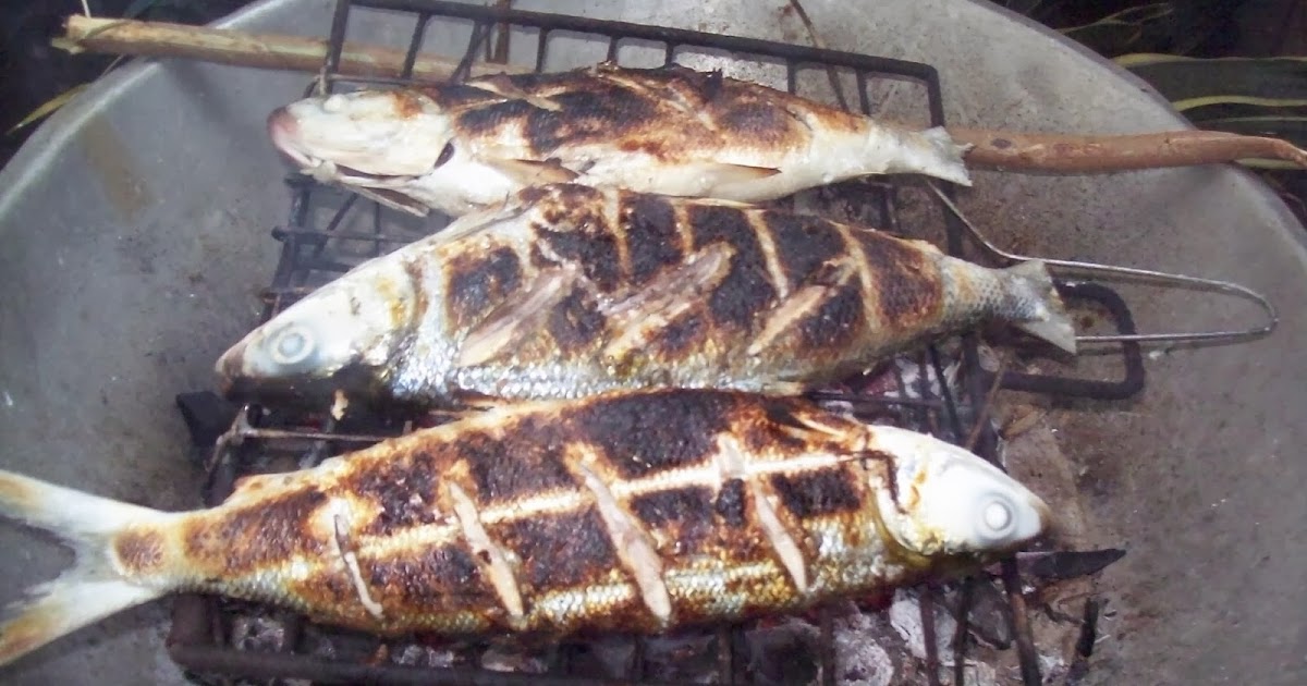 Fish Pond Buddy: Bangus (Milkfish) Basics
