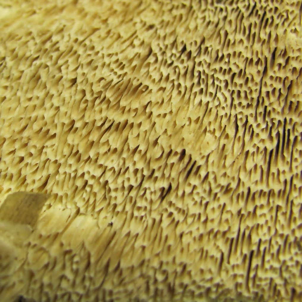 Guía de Setas y Hongos de Navarra.: Trametes trogii Berk.