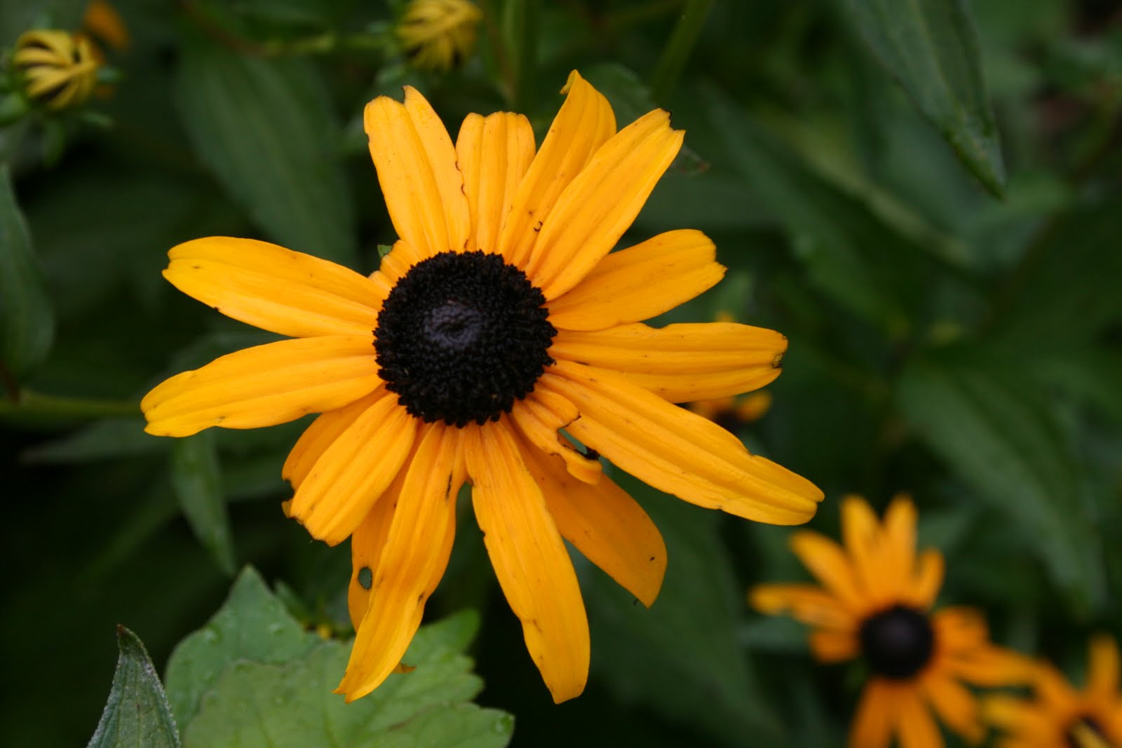 Native Florida Wildflowers: Orange Coneflower - Rudbeckia fulgida var ...