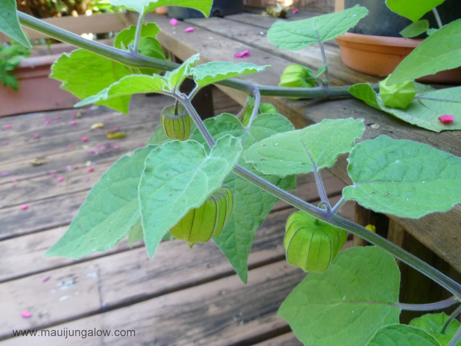 Maui Jungalow: Filigree Poha Berries - Nature's Lace