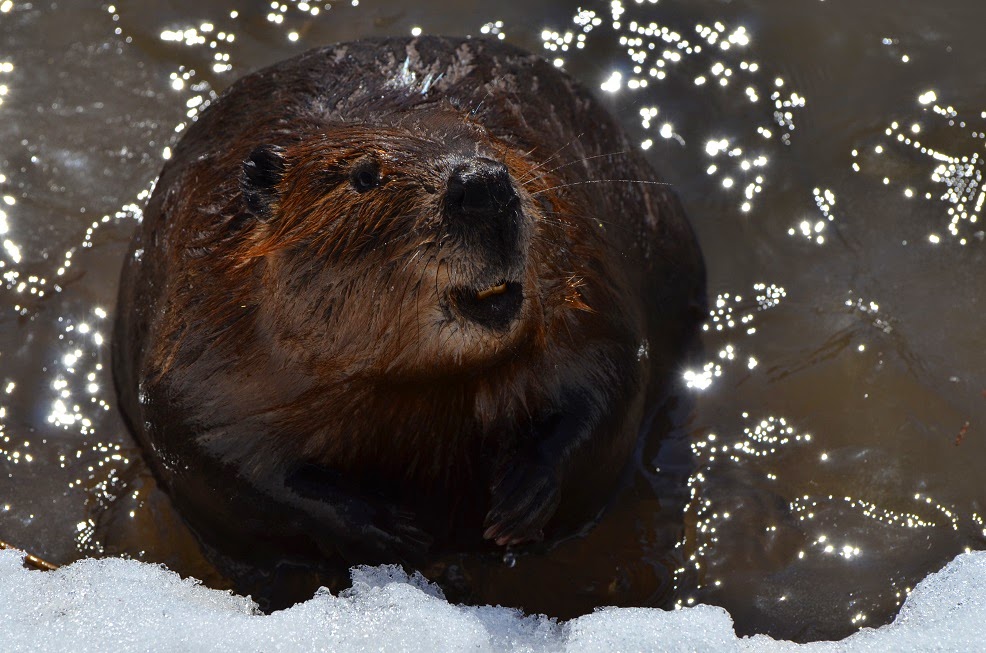 Tales From The Wilds: Beavers Emerge From the Ice
