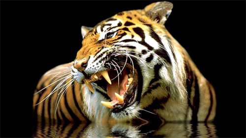 Gambar Macan Keren Lengkap | Kumpulan Gambar Lengkap