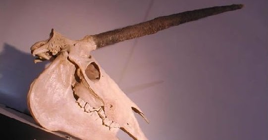 Unicorn Skull Found? | The Crypto Crew