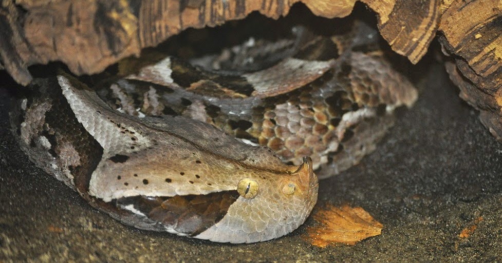 ZOOTOGRAFIANDO (6.100 ANIMALS): VÍBORA RINOCERONTE DEL GABÓN / WESTERN ...