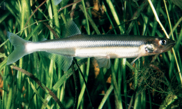New Zealand Smelt - Fishes