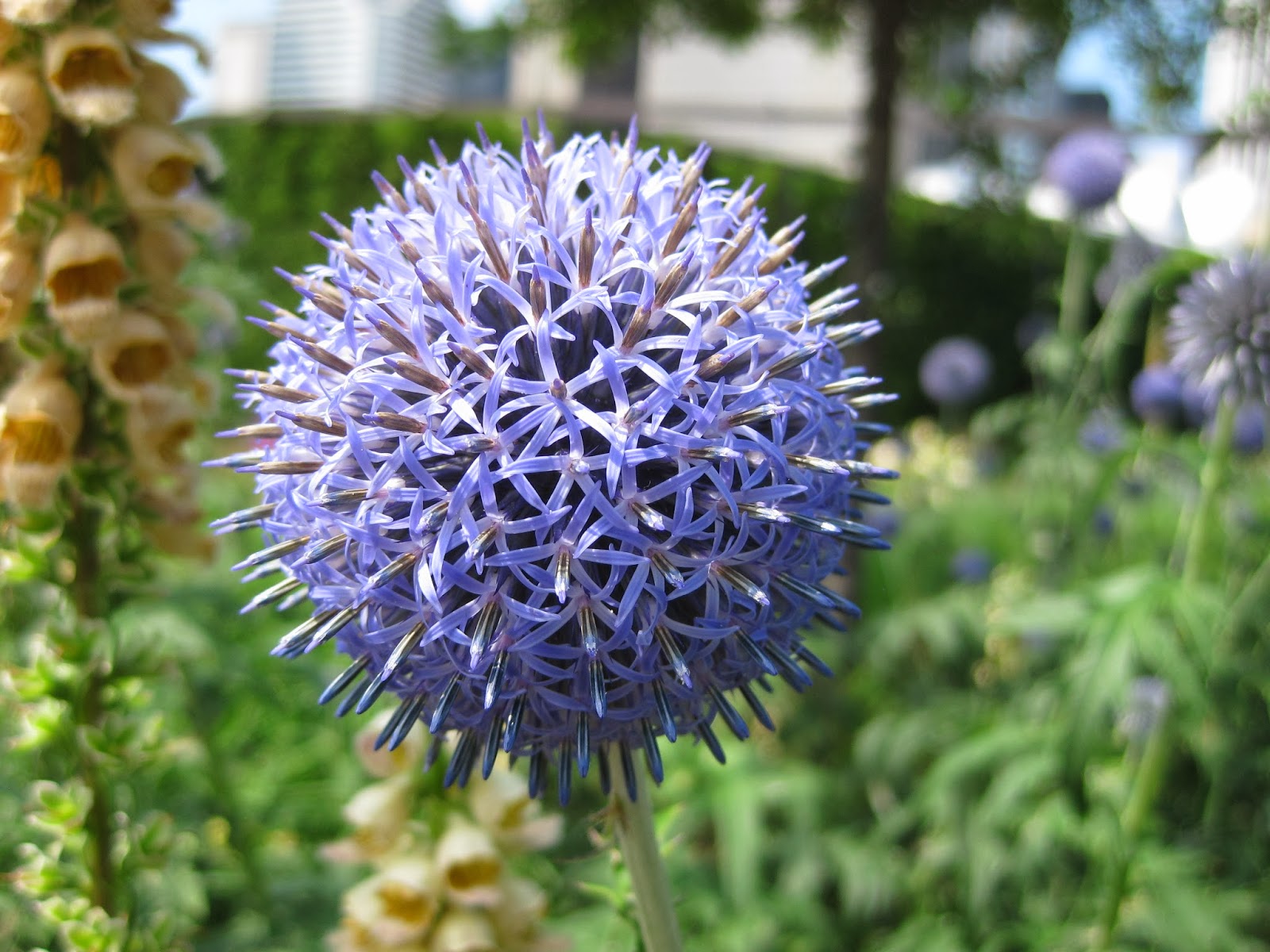 Rotary Botanical Gardens - Hort Blog: Savor Spheres In The Garden