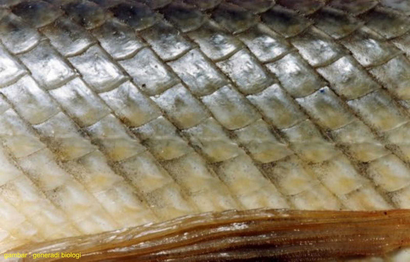 Mengenal Lebih Jauh Jenis Sisik Ikan - Lalaukan