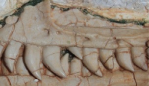 Sciency Thoughts: Ixalerpeton polesinensis & Buriolestes schultzi: Two ...