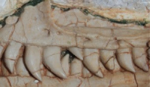 Sciency Thoughts: Ixalerpeton polesinensis & Buriolestes schultzi: Two ...