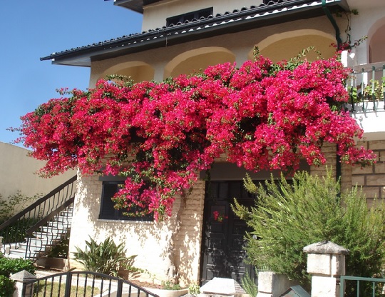 Tanaman: Jenis Tanaman Bunga Rambat