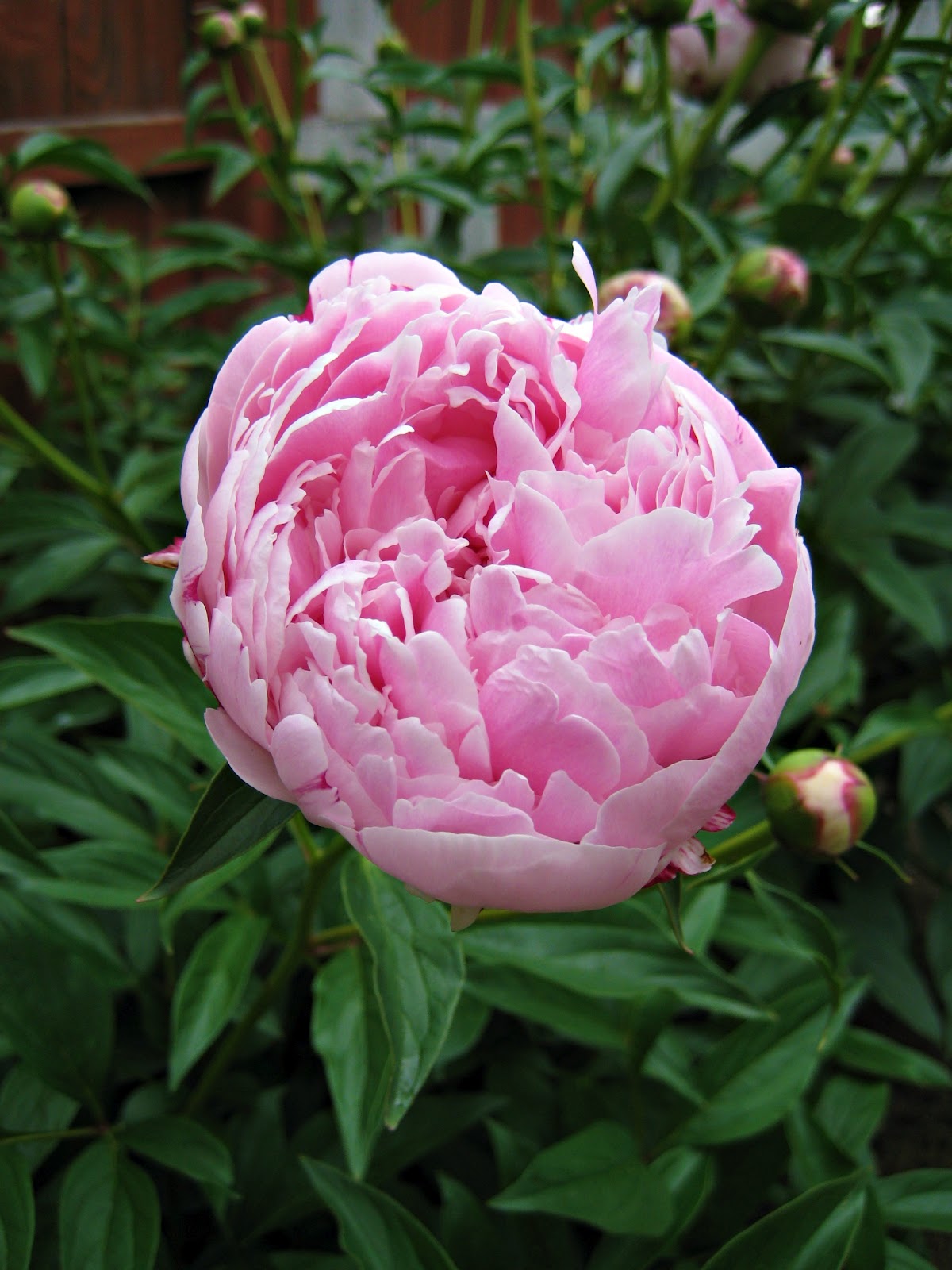 Happy At Home: Peony Love
