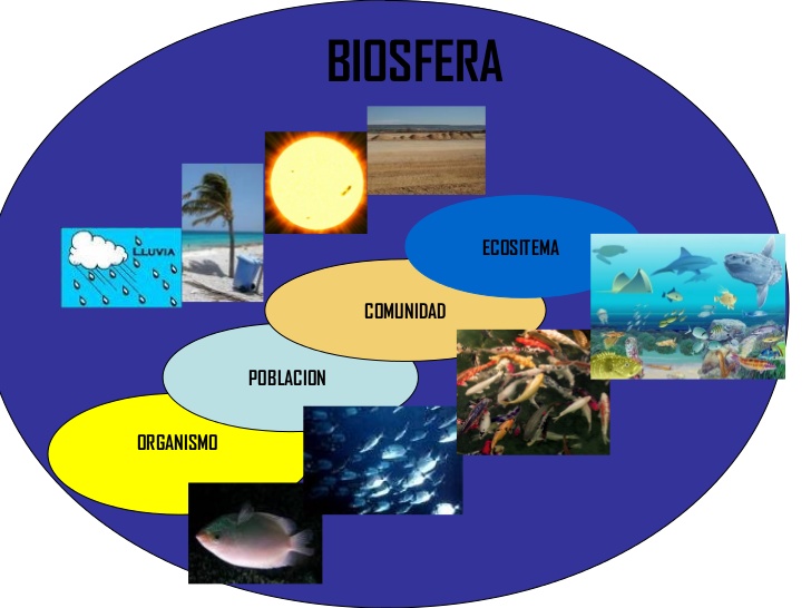 Portafolio de ecología: 2016