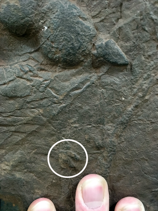 Dilophosaurus Bard: Land Crocodiles of the Mesozoic- Director's Cut