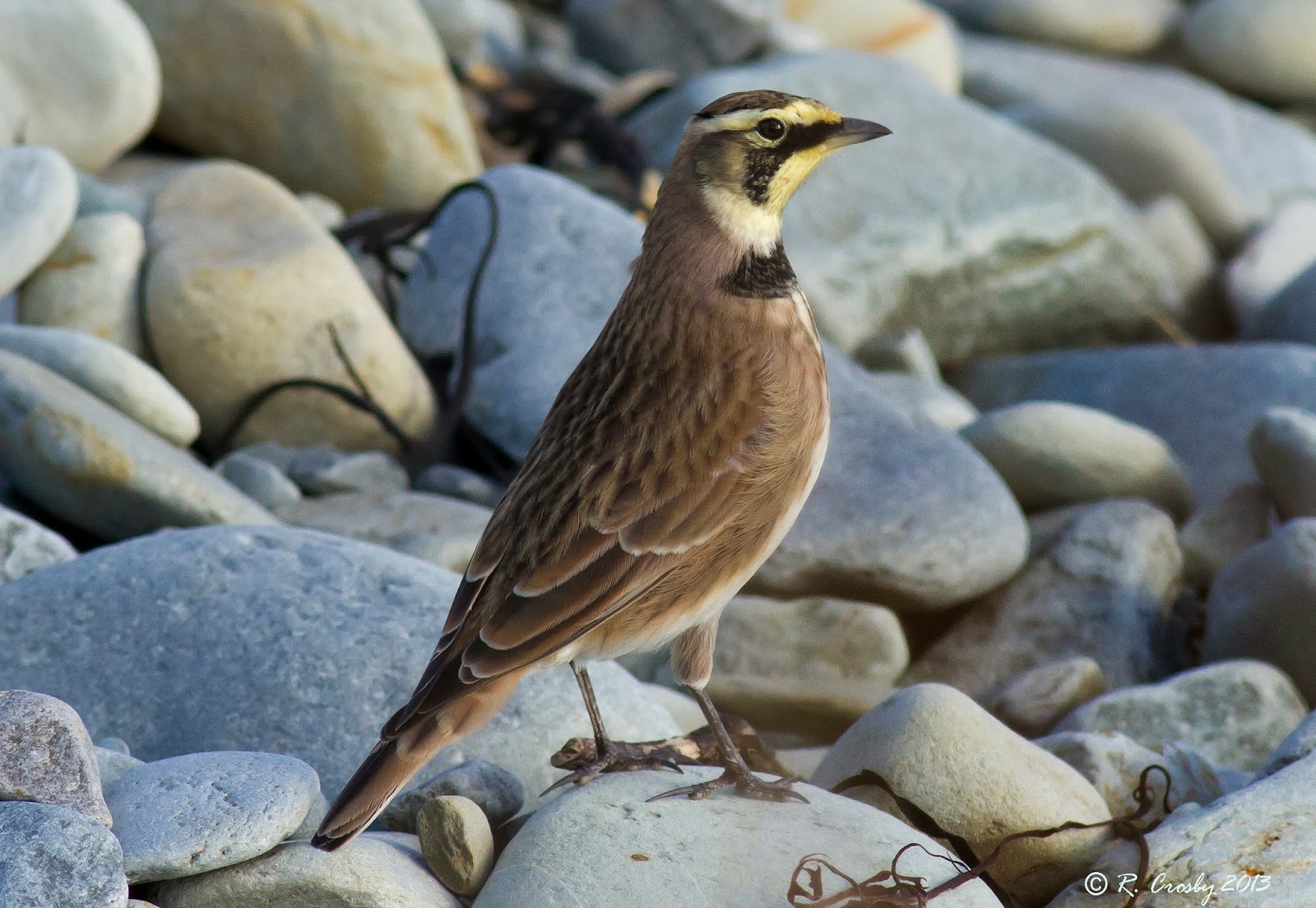 South Shore Birder: Horned Lark