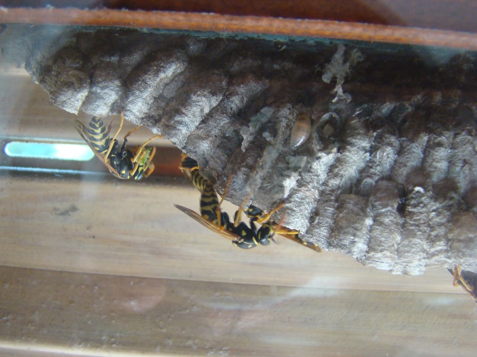 Ksenjin Vrt: Učna ura - OSE