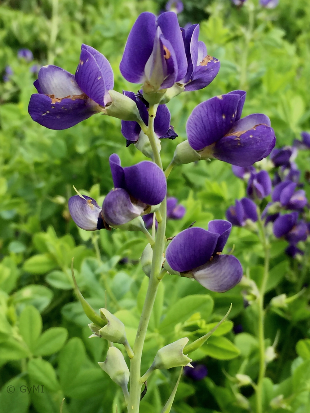 Glastra cu flori: Indigoul sălbatic